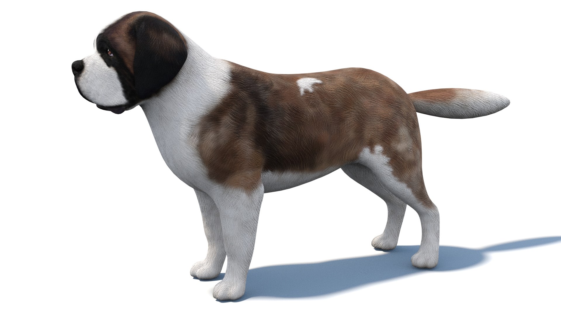 3D Saint Bernard 3D Model Model - TurboSquid 2188321