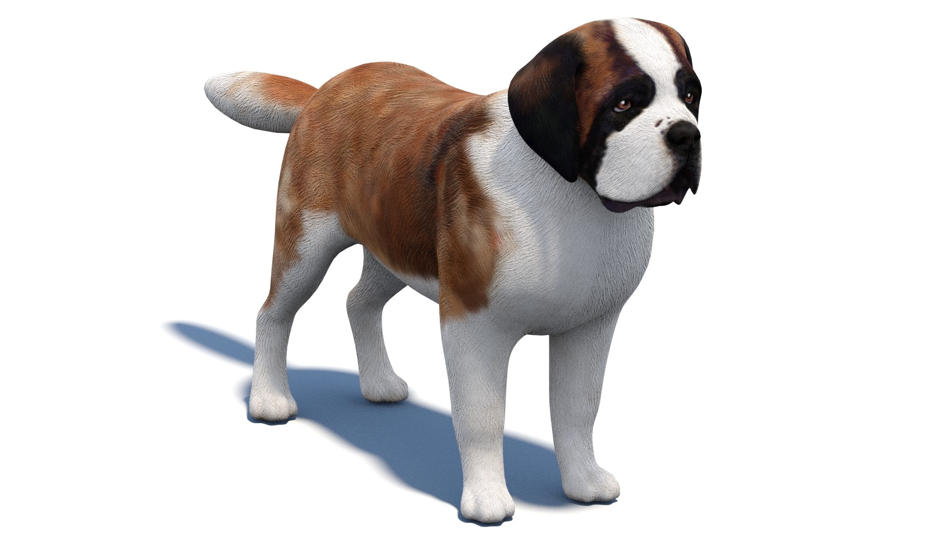 3D Saint Bernard 3D Model Model - TurboSquid 2188321