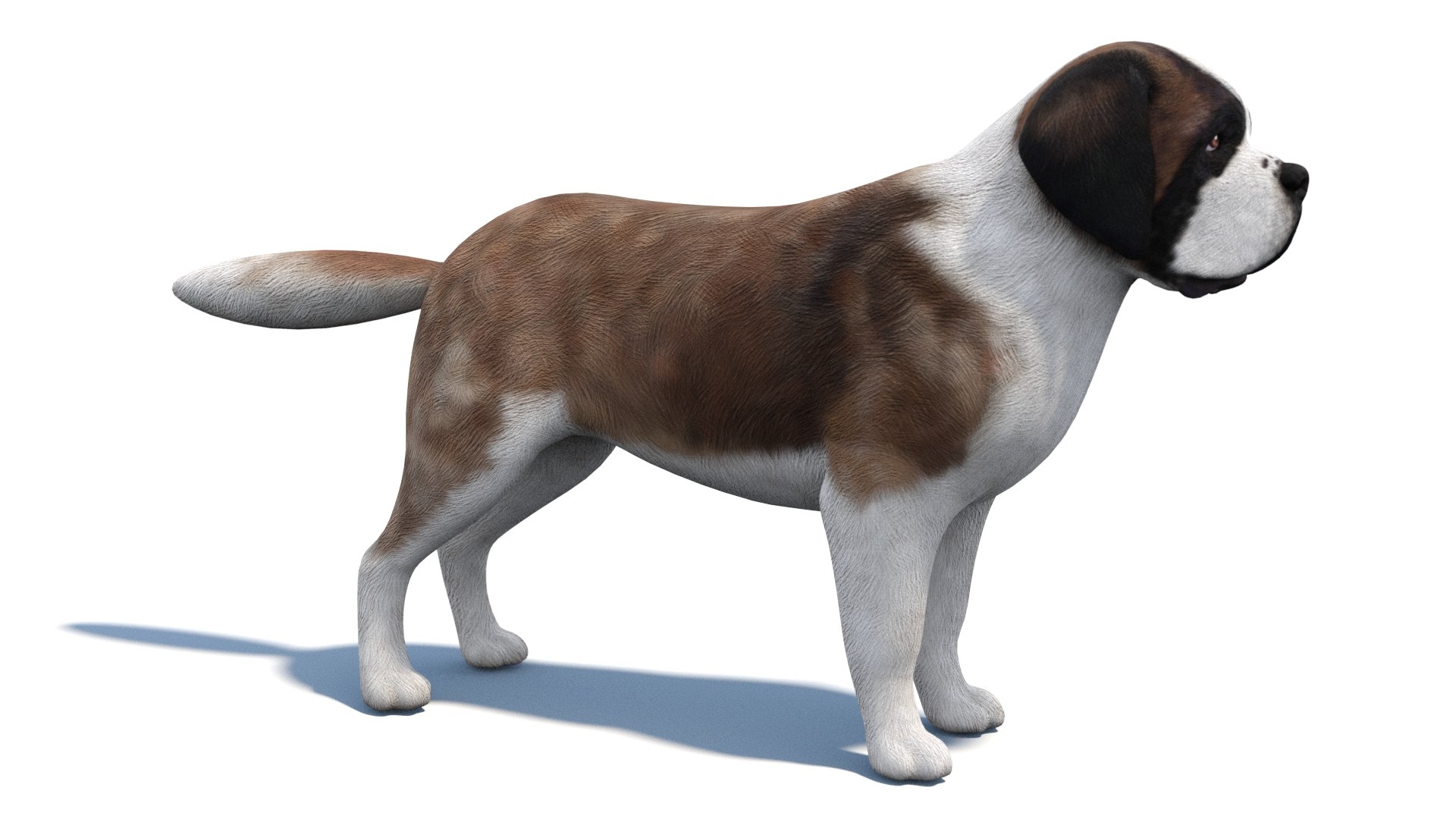 3D Saint Bernard 3D Model Model - TurboSquid 2188321