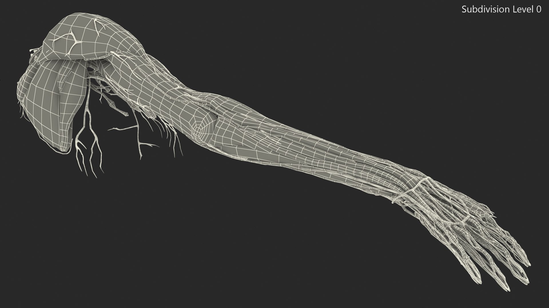 3D Boy Body Right Arm Anatomy Skinless - TurboSquid 1838643