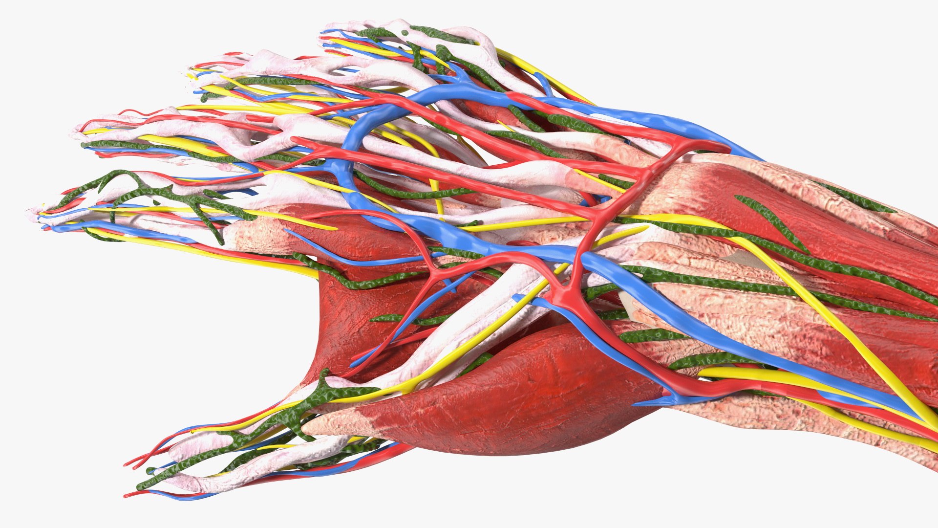 3D Boy Body Right Arm Anatomy Skinless - TurboSquid 1838643