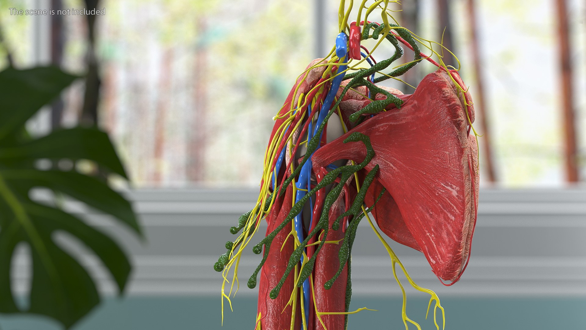 3D Boy Body Right Arm Anatomy Skinless - TurboSquid 1838643