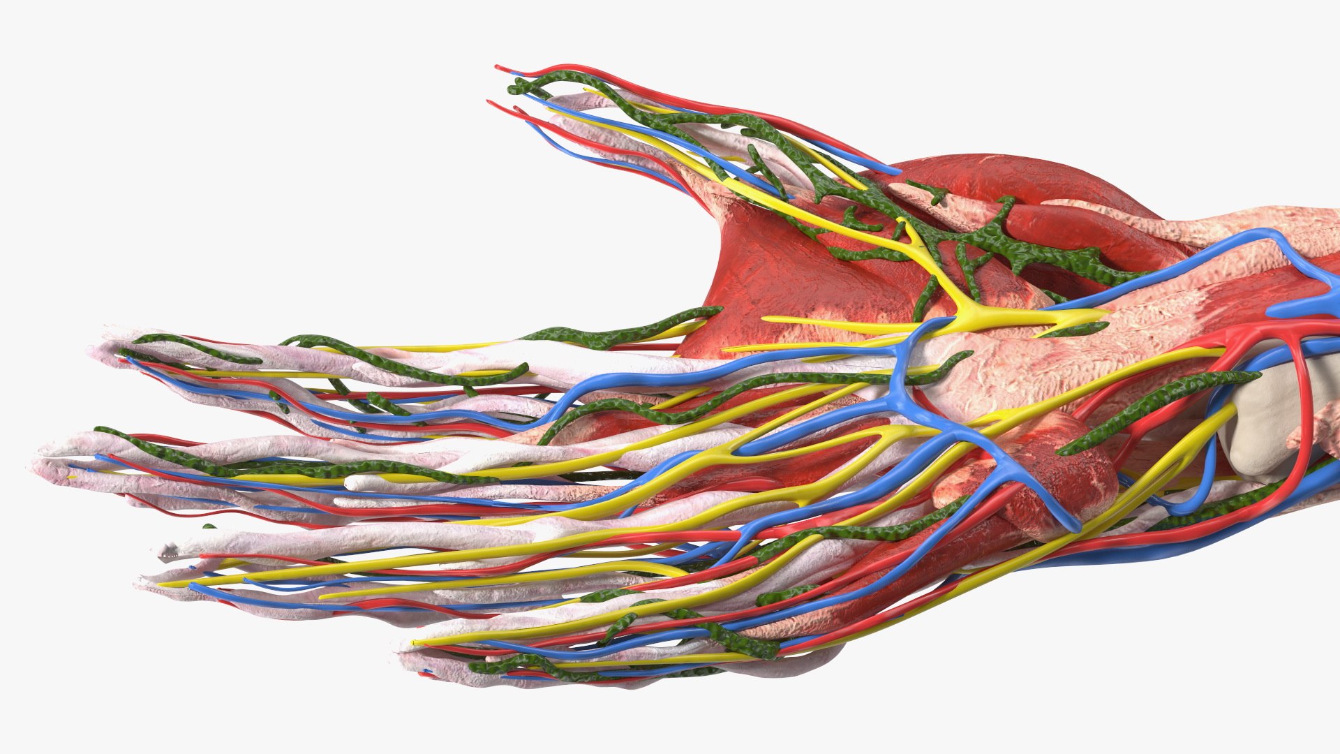 3D Boy Body Right Arm Anatomy Skinless - TurboSquid 1838643