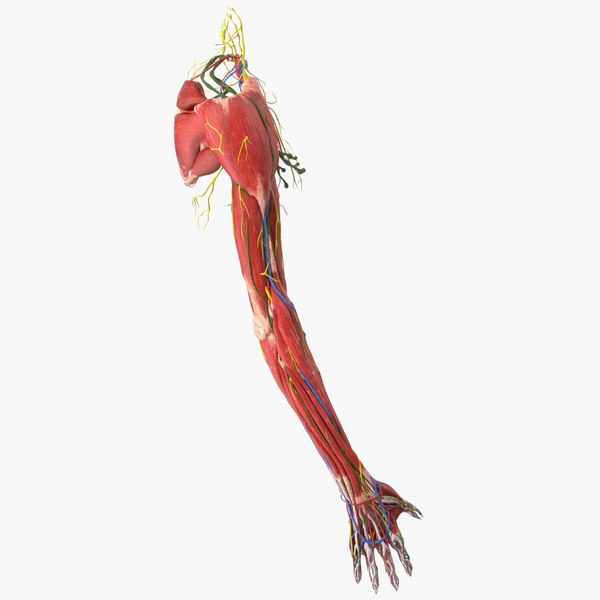 3D Boy Body Right Arm Anatomy Skinless - TurboSquid 1838643