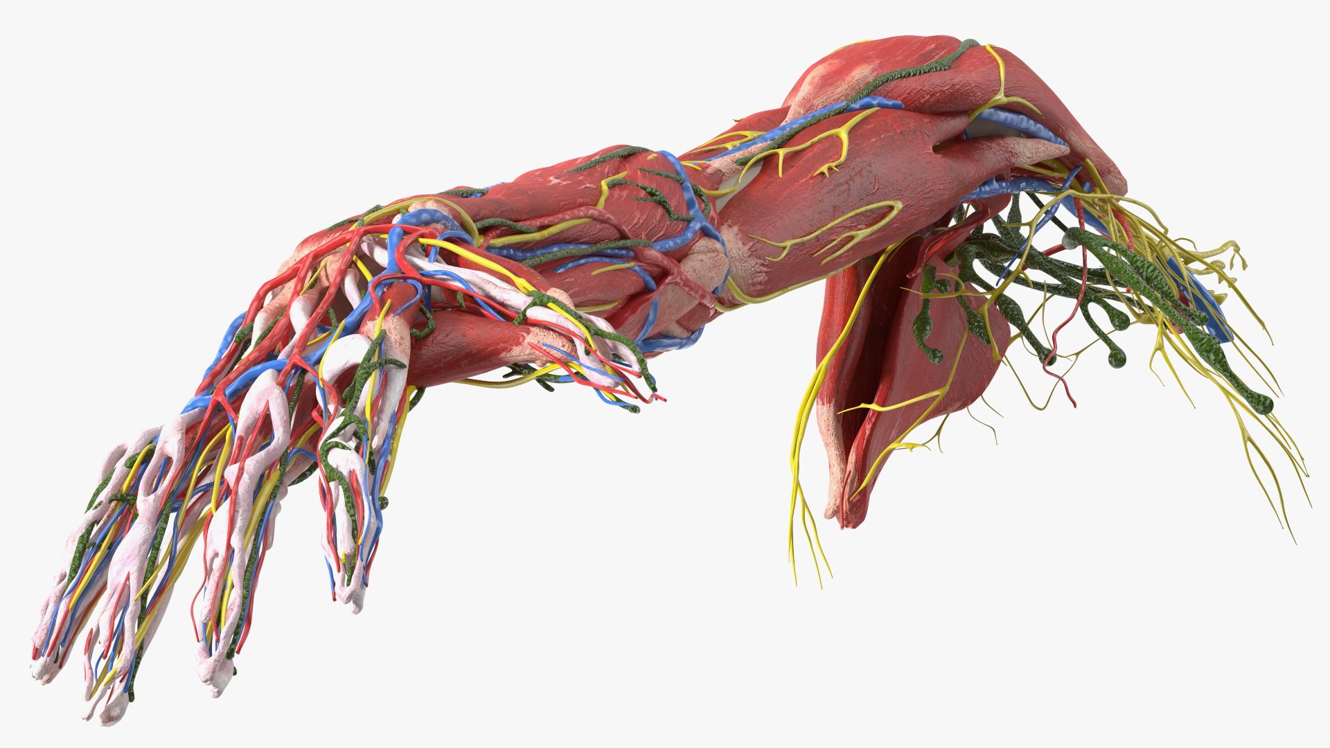 3D Boy Body Right Arm Anatomy Skinless - TurboSquid 1838643