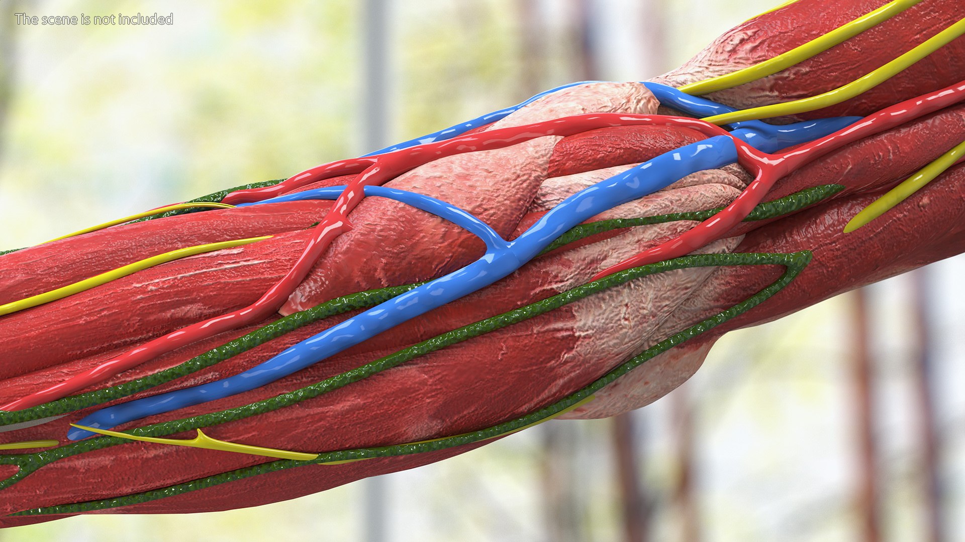 3D Boy Body Right Arm Anatomy Skinless - TurboSquid 1838643