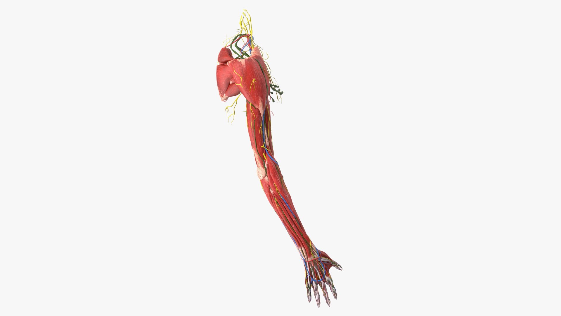 3D Boy Body Right Arm Anatomy Skinless - TurboSquid 1838643