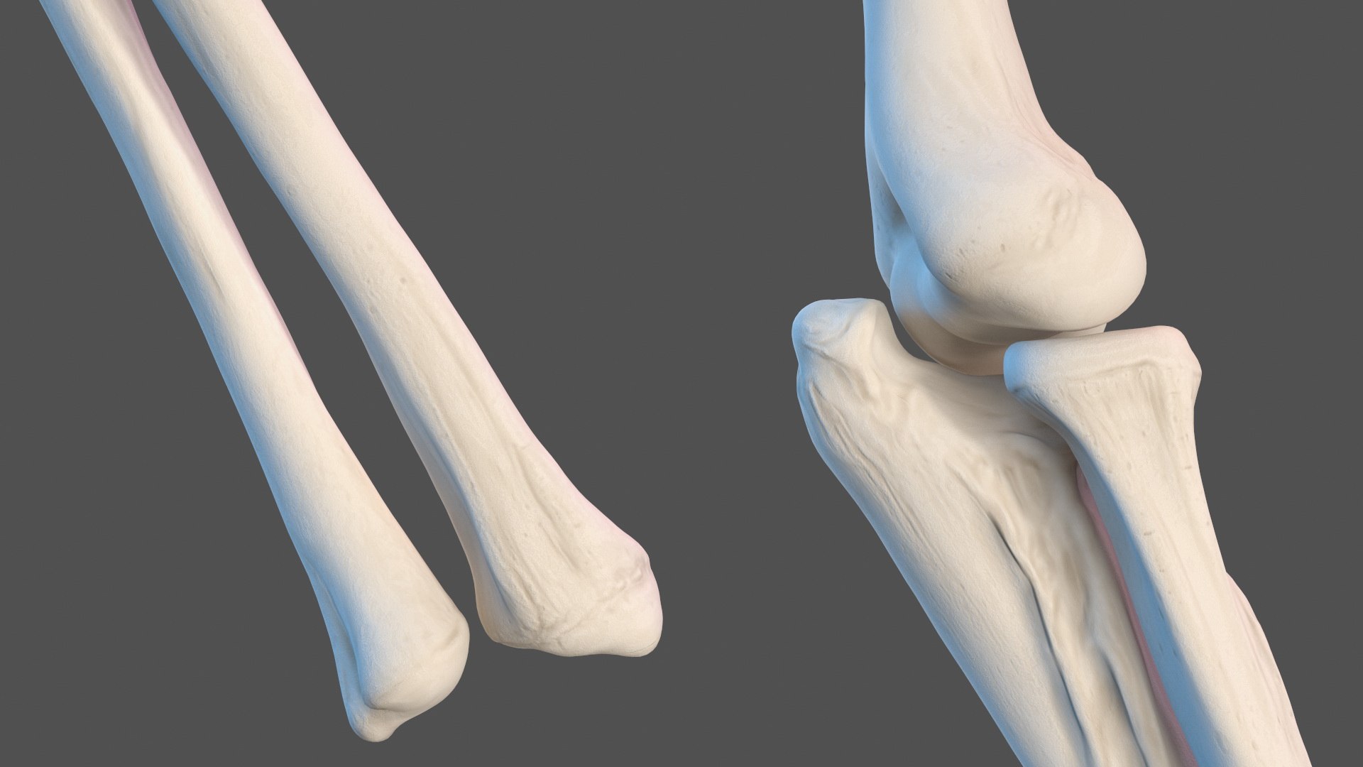 3D Boy Body Right Arm Anatomy Skinless - TurboSquid 1838643