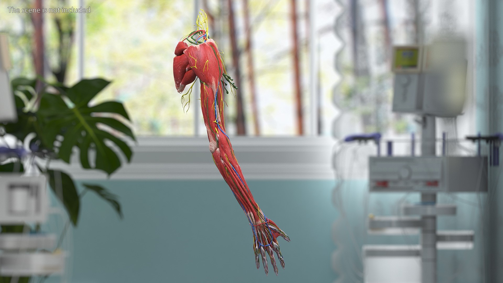 3D Boy Body Right Arm Anatomy Skinless - TurboSquid 1838643