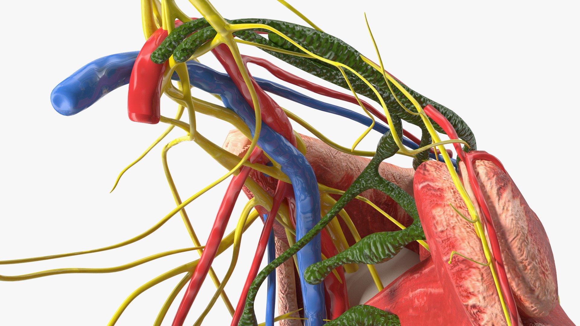 3D Boy Body Right Arm Anatomy Skinless - TurboSquid 1838643