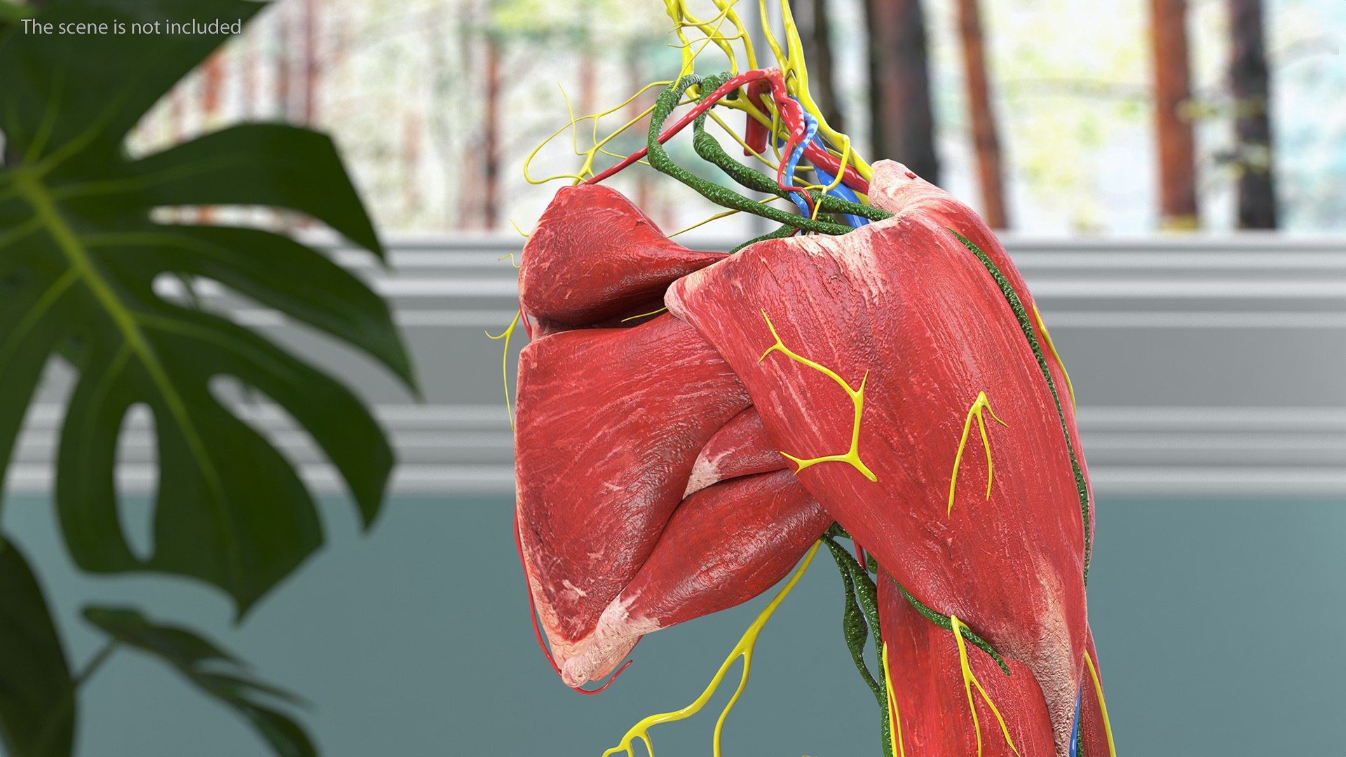 3D Boy Body Right Arm Anatomy Skinless - TurboSquid 1838643