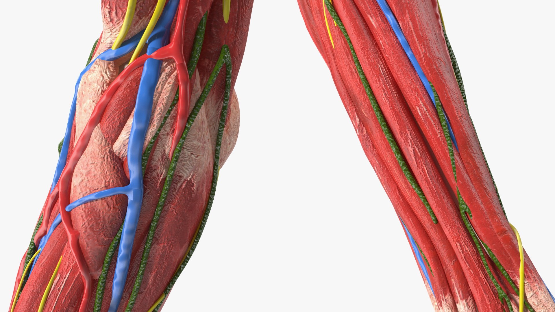 3D Boy Body Right Arm Anatomy Skinless - TurboSquid 1838643