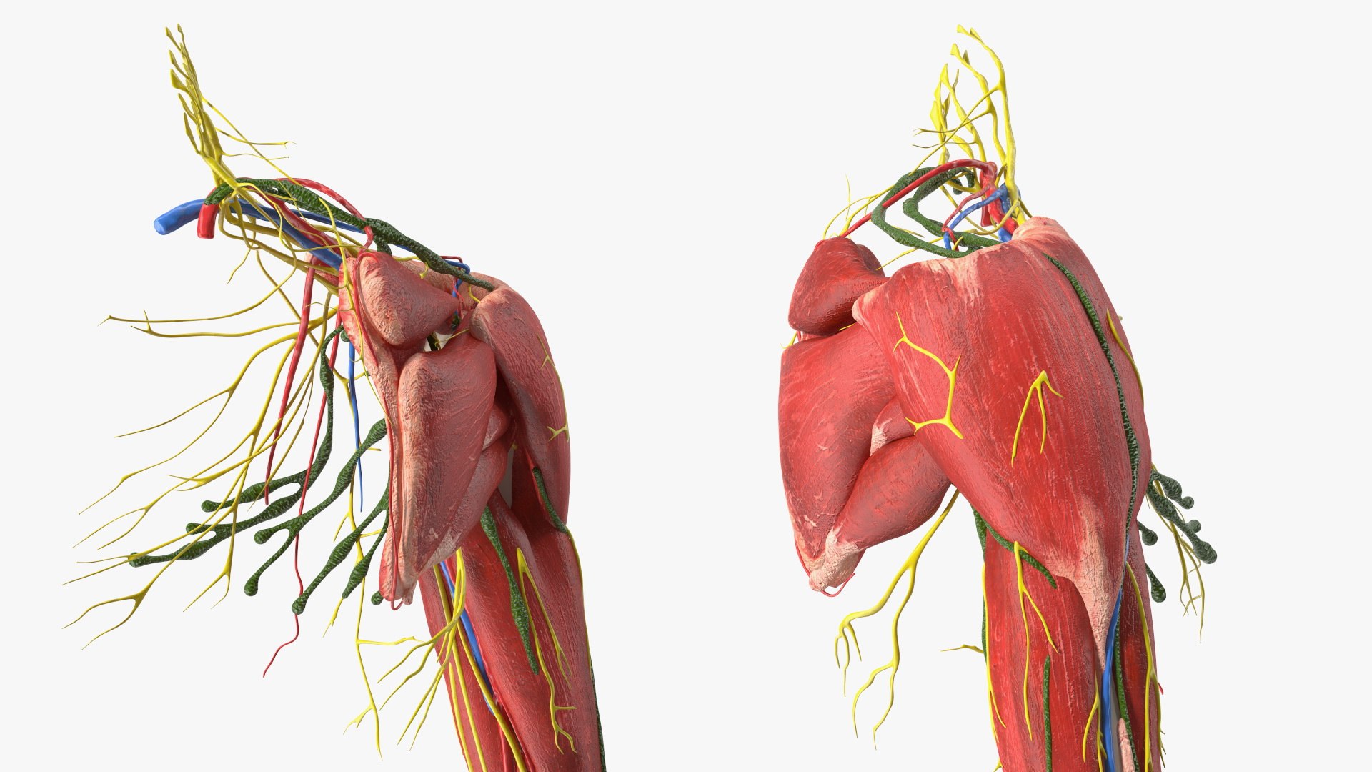 3D Boy Body Right Arm Anatomy Skinless - TurboSquid 1838643