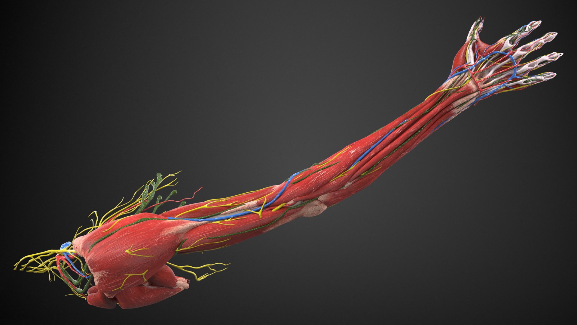 3D Boy Body Right Arm Anatomy Skinless - TurboSquid 1838643