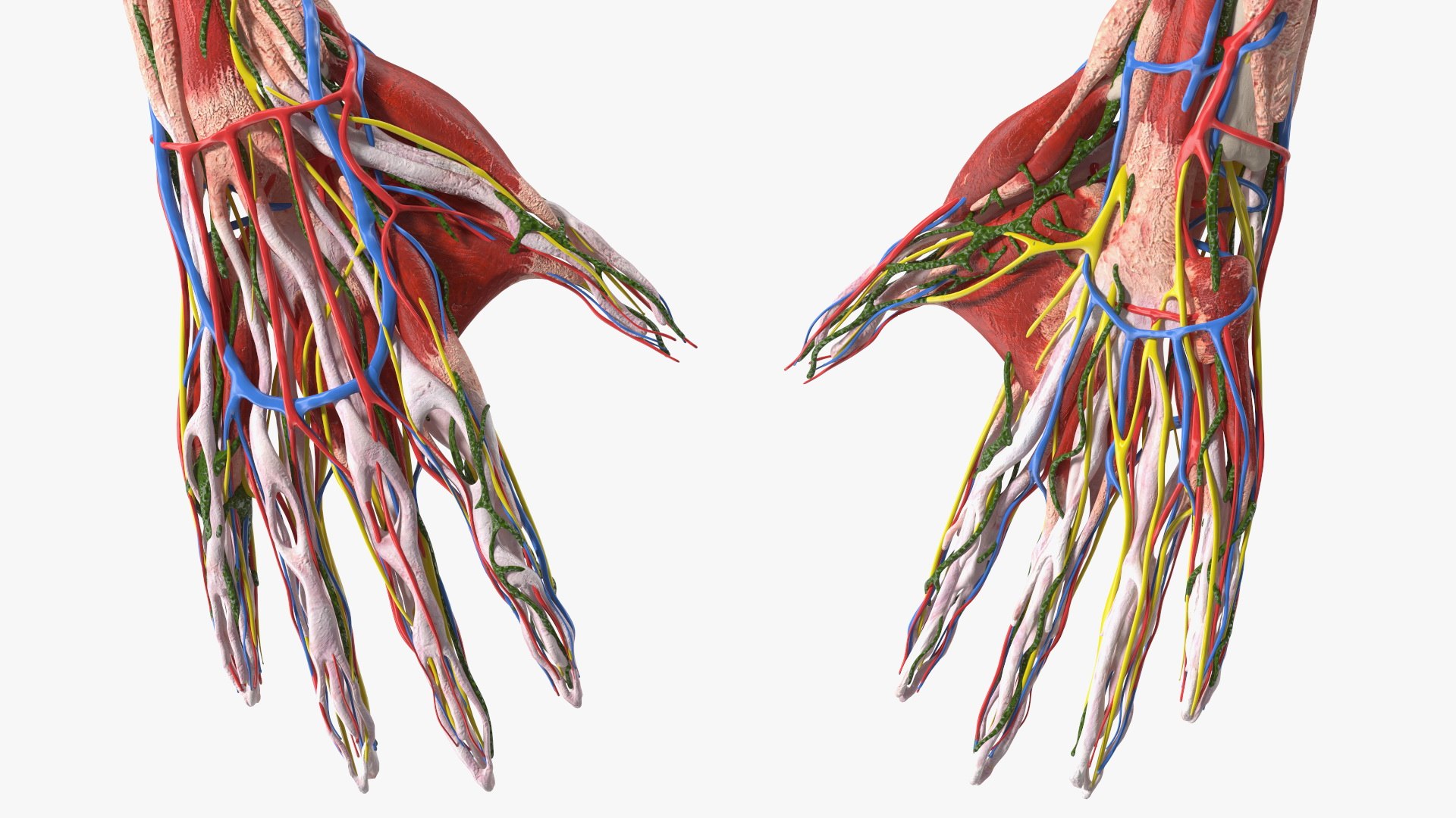 3D Boy Body Right Arm Anatomy Skinless - TurboSquid 1838643