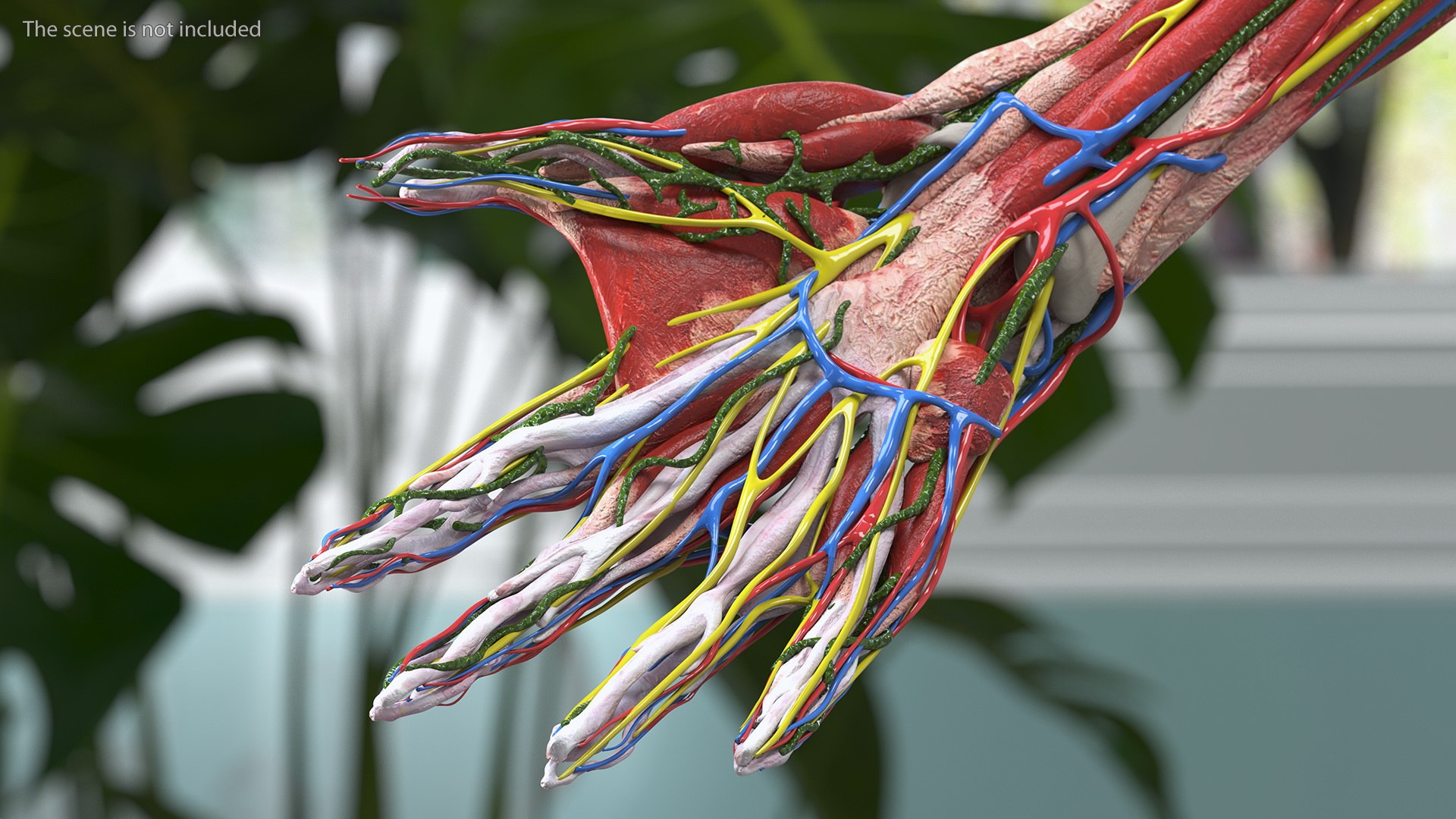 3D Boy Body Right Arm Anatomy Skinless - TurboSquid 1838643