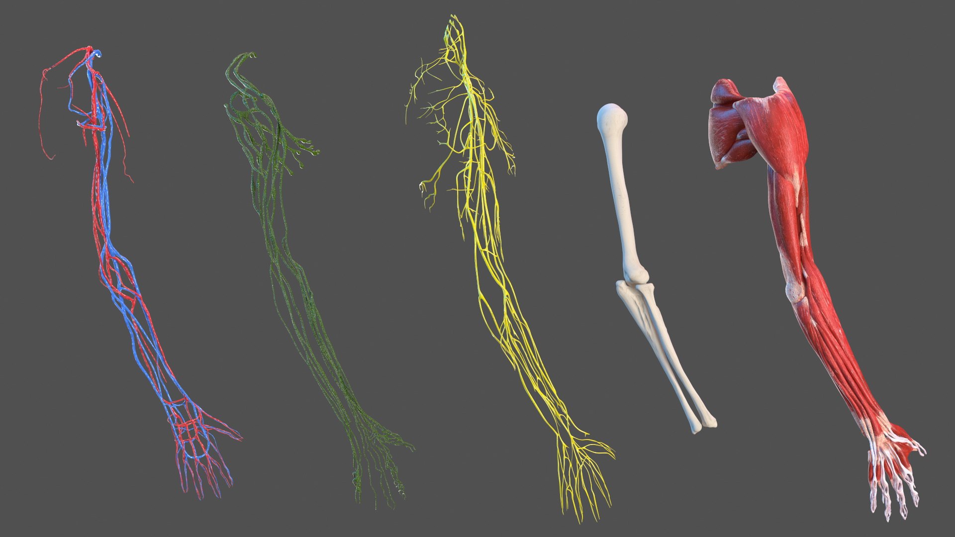 3D Boy Body Right Arm Anatomy Skinless - TurboSquid 1838643