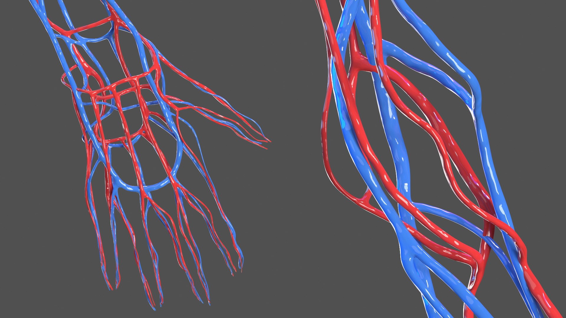 3D Boy Body Right Arm Anatomy Skinless - TurboSquid 1838643