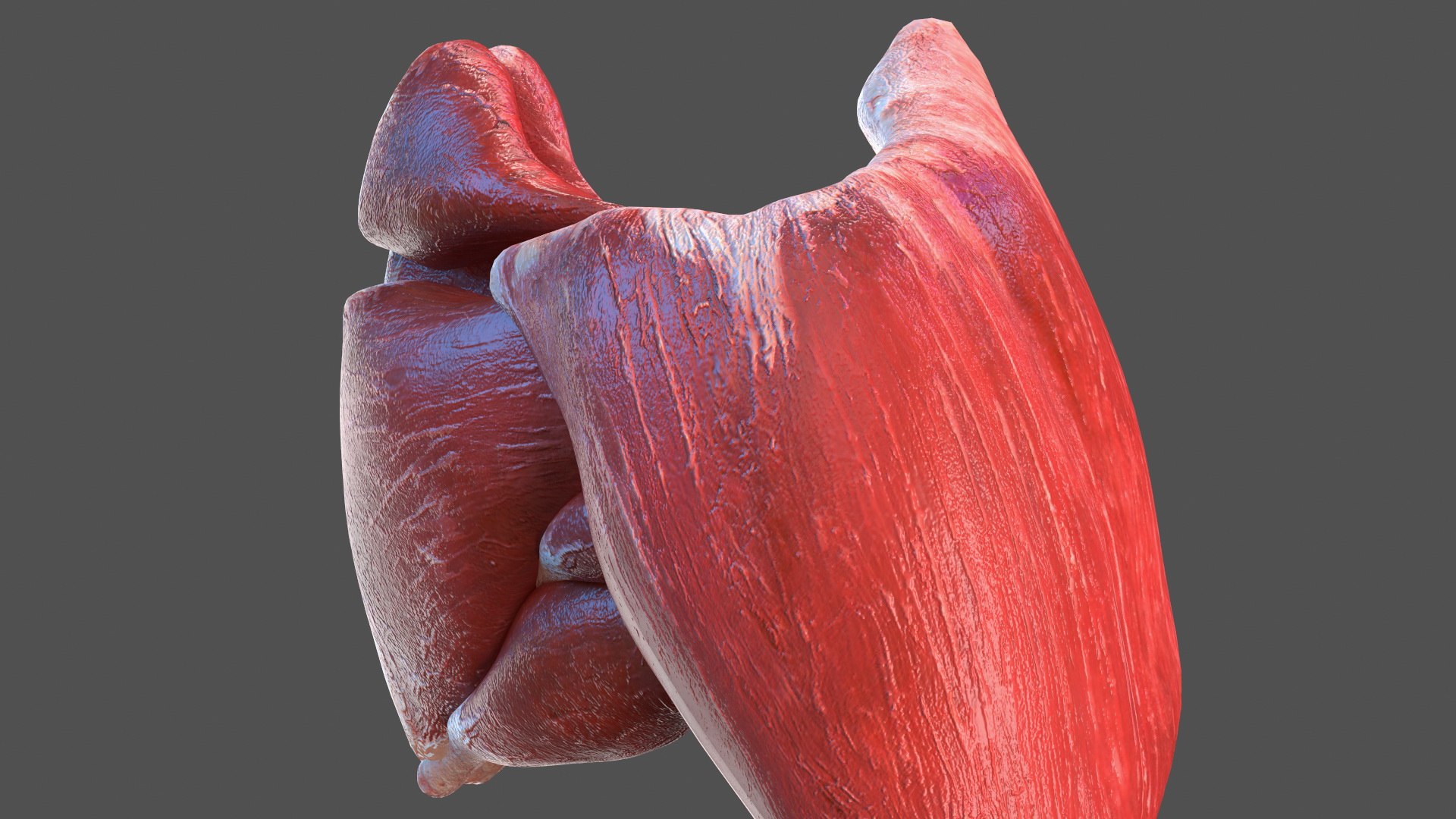 3D Boy Body Right Arm Anatomy Skinless - TurboSquid 1838643