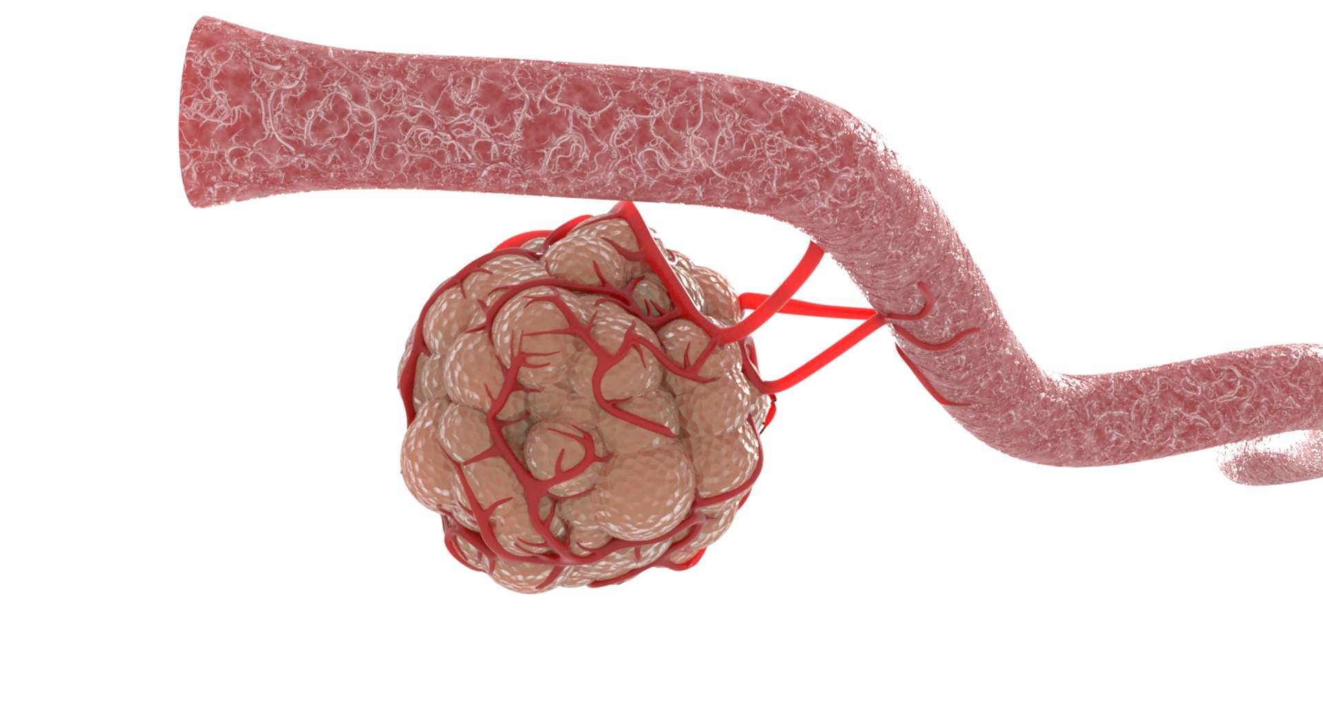 3D Tissues Cells Cancerous Angiogenesis Model - TurboSquid 1298633