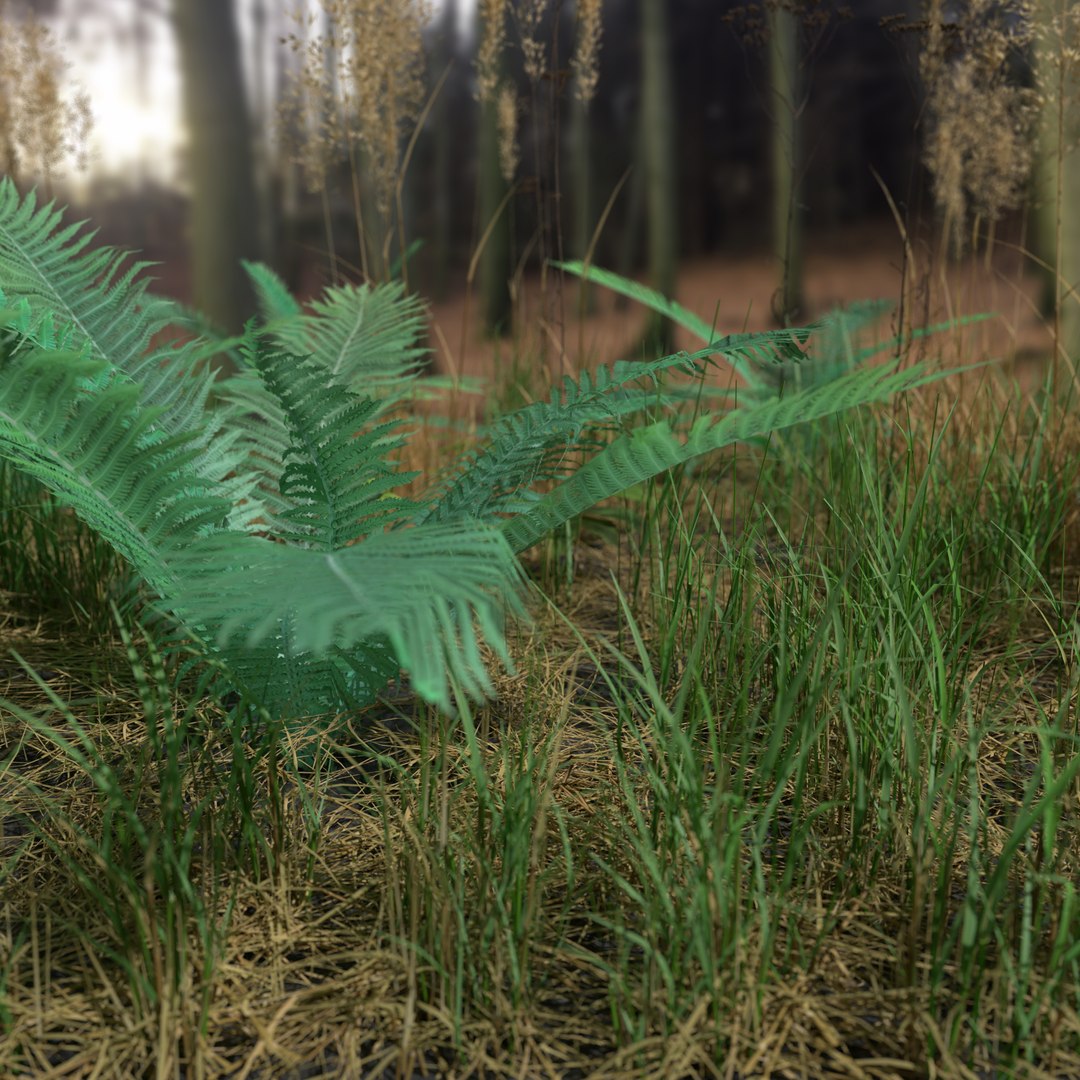 Pbr Fern Meadow Patch Model - TurboSquid 1573880