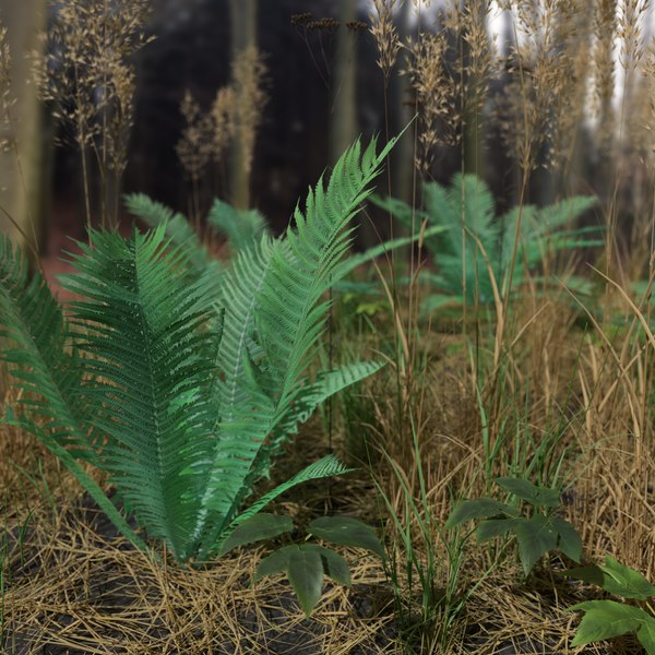 Fern pack 3D model - TurboSquid 1436343