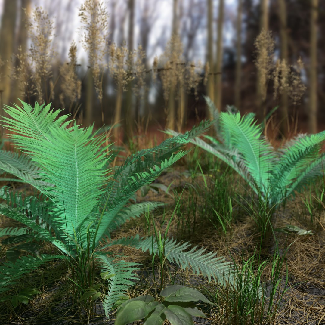 Pbr Fern Meadow Patch Model - TurboSquid 1573880