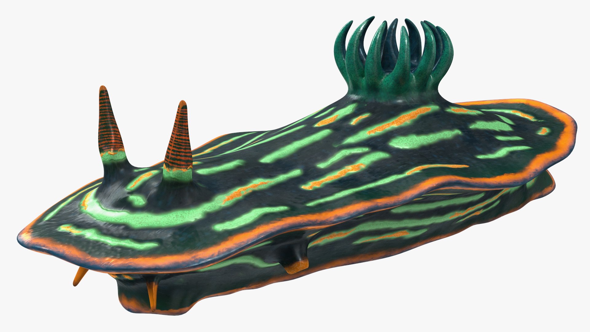 Dusky Nudibranch Rigged For Maya 3D Model - TurboSquid 2208778