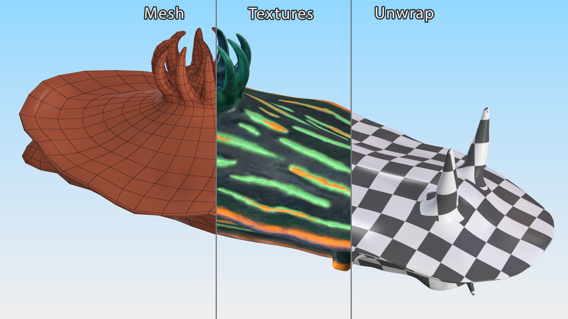 Dusky Nudibranch Rigged For Maya 3D Model - TurboSquid 2208778