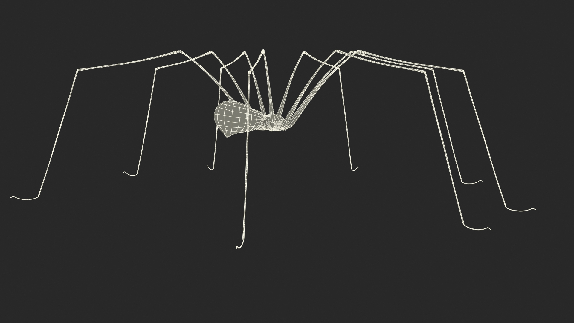 3D Pholcus Phalangioides - TurboSquid 2220167