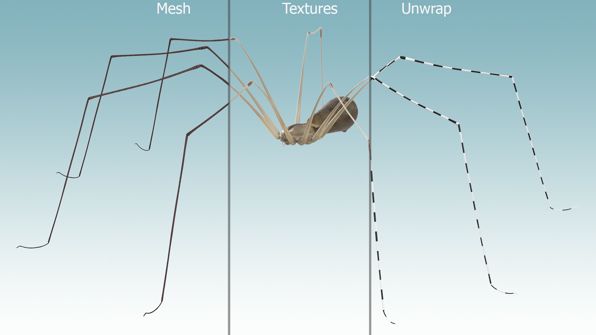 3D Pholcus Phalangioides - TurboSquid 2220167