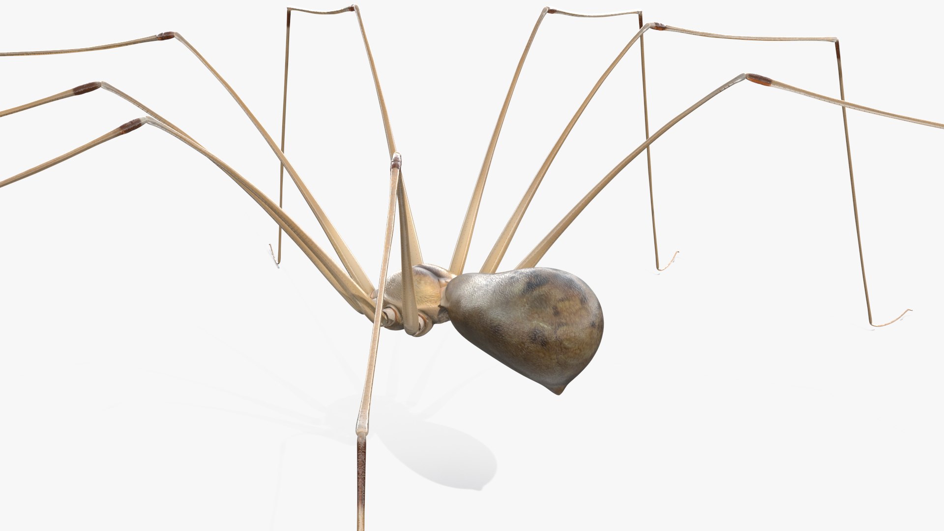 3D Pholcus Phalangioides - TurboSquid 2220167