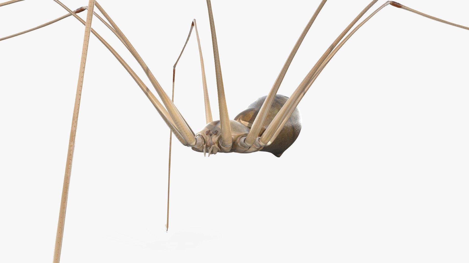 3D Pholcus Phalangioides - TurboSquid 2220167