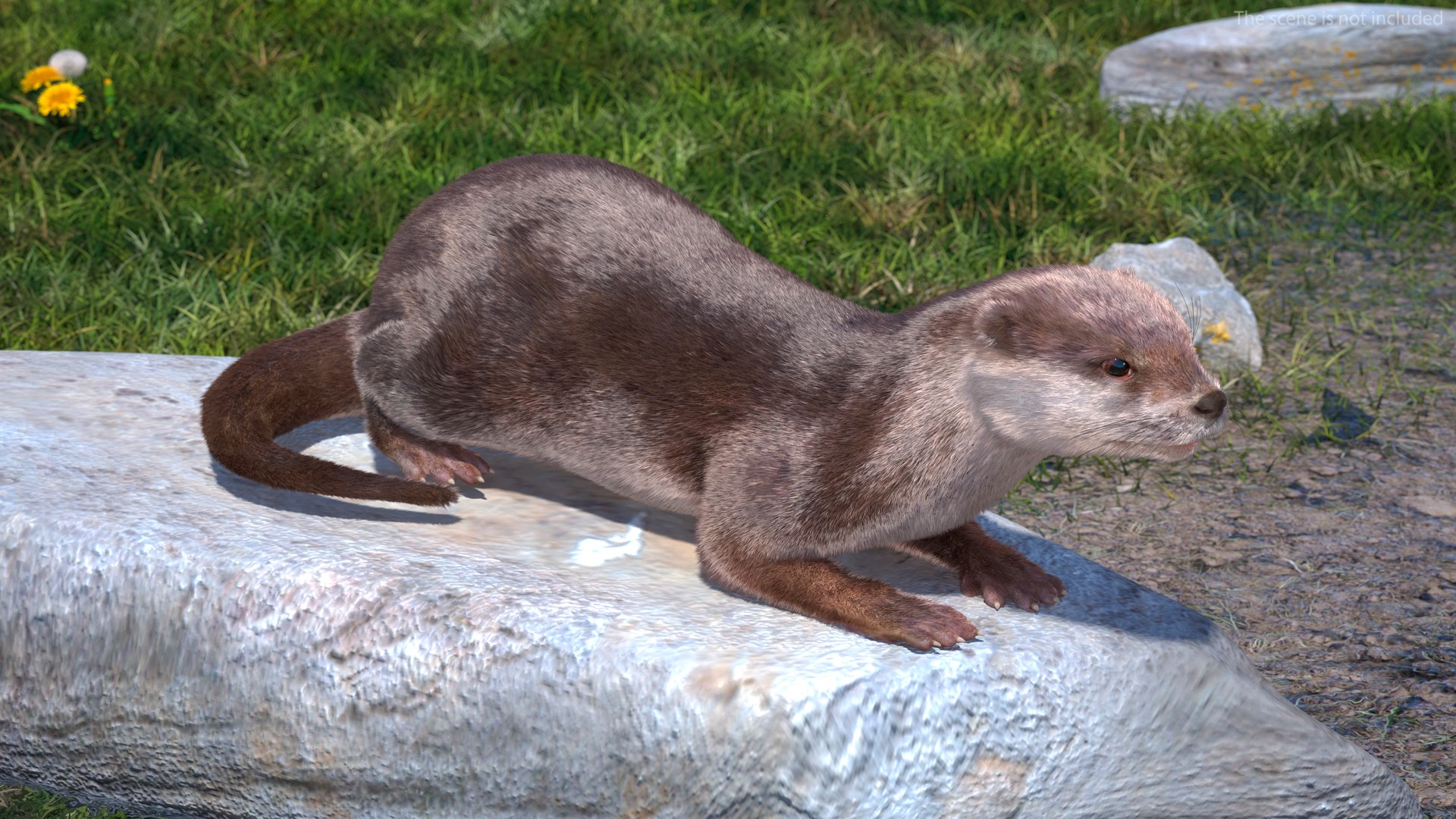 North American Otter Lying Pose Fur 3D Model - TurboSquid 2136821