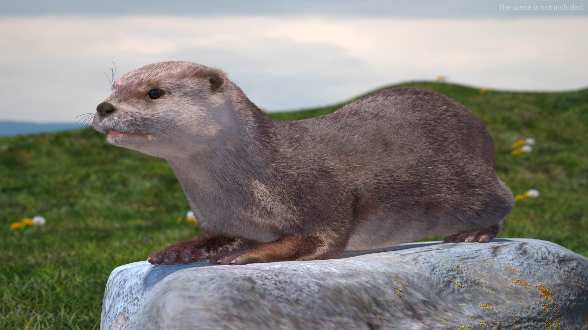 North American Otter Lying Pose Fur 3D Model - TurboSquid 2136821