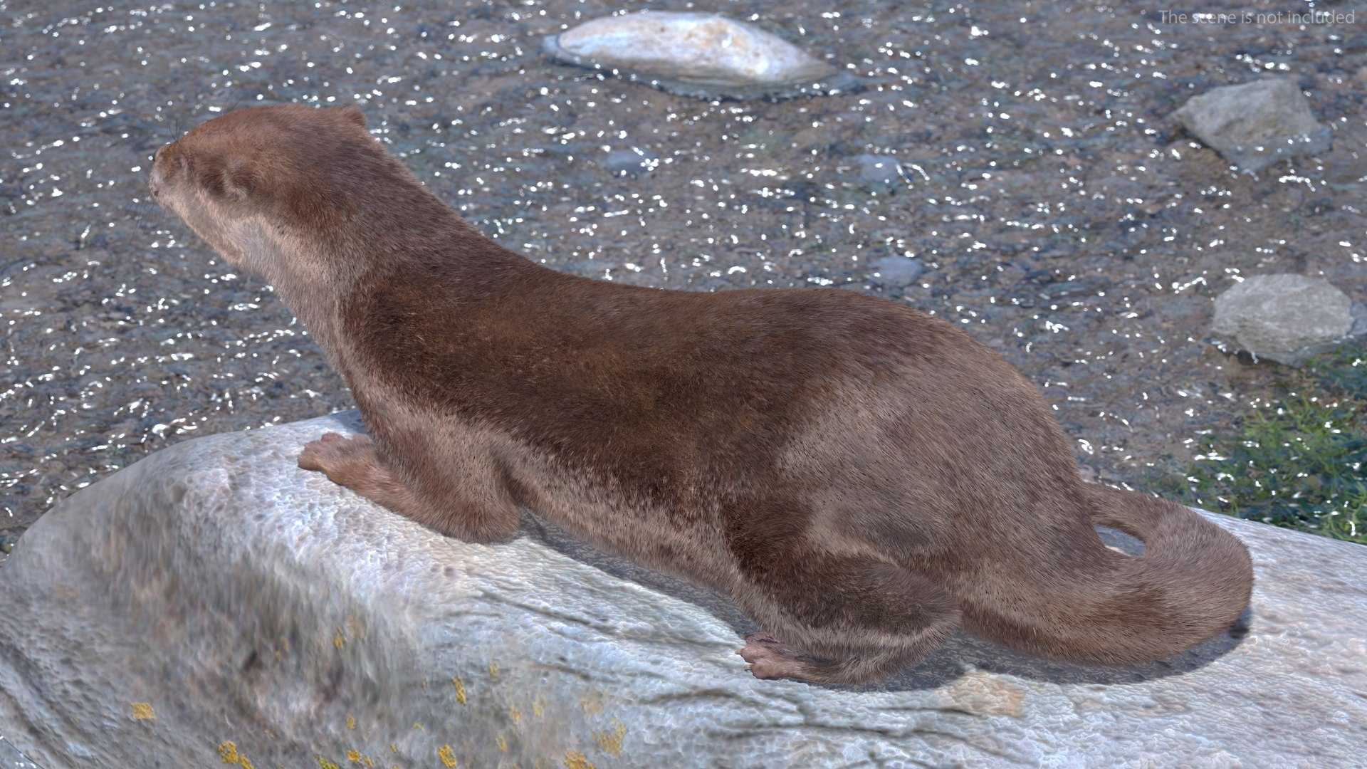 North American Otter Lying Pose Fur 3D Model - TurboSquid 2136821