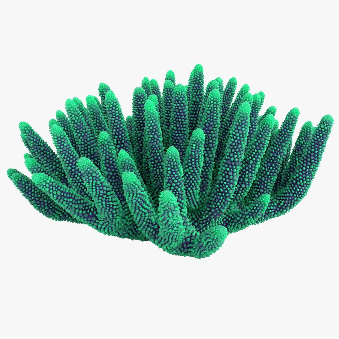 Coral 5 M Model - TurboSquid 1585609