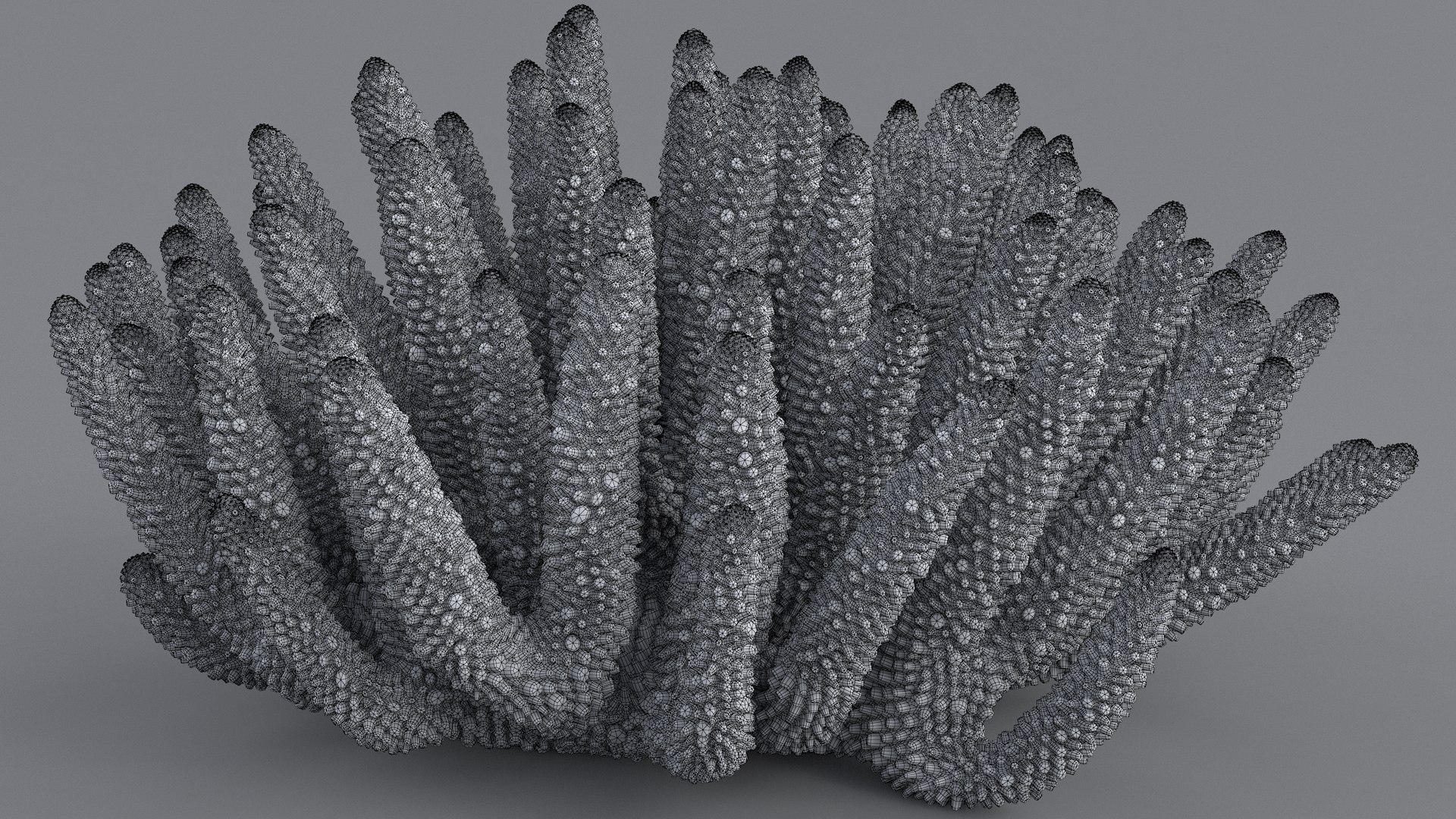 Coral 5 M Model - TurboSquid 1585609