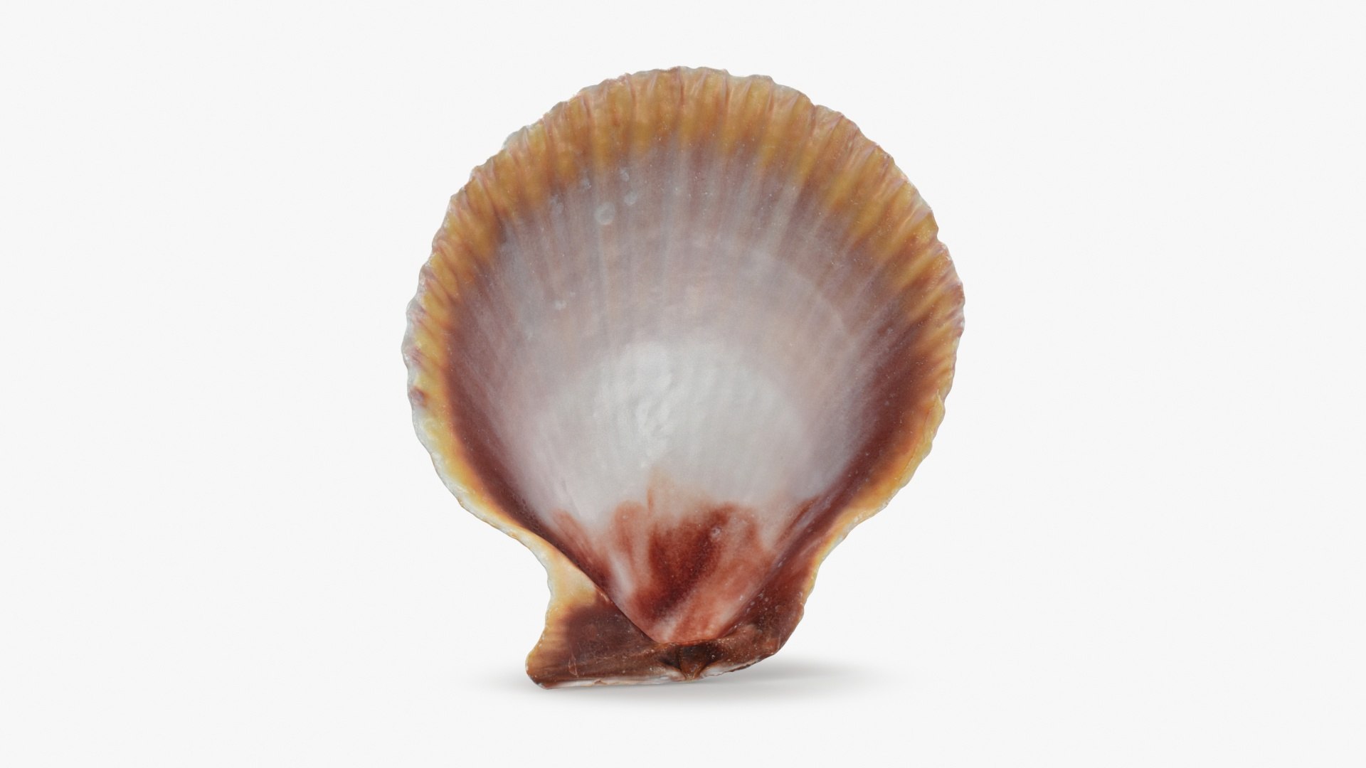 3D Model Argopecten Circularis - TurboSquid 2137703