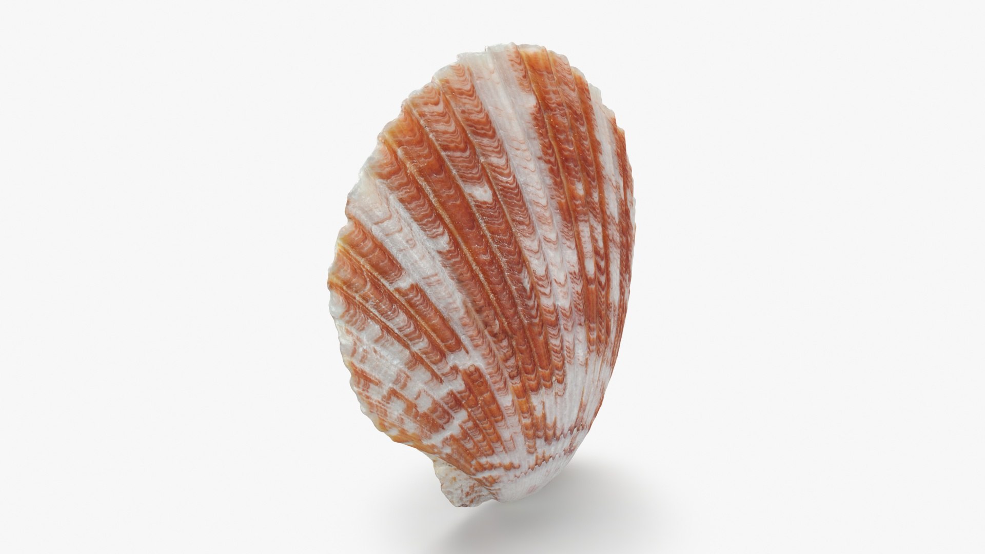 3D Model Argopecten Circularis - TurboSquid 2137703