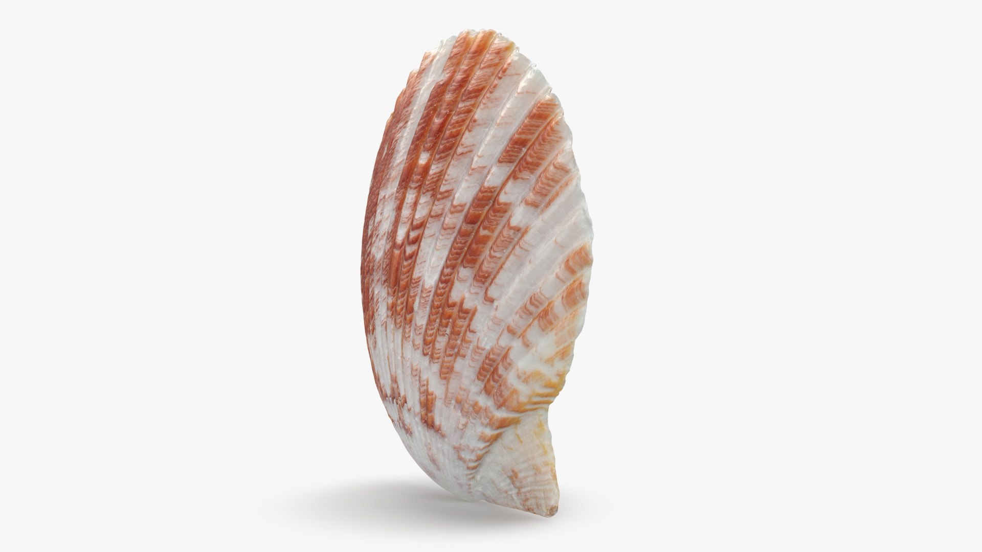 3D Model Argopecten Circularis - TurboSquid 2137703