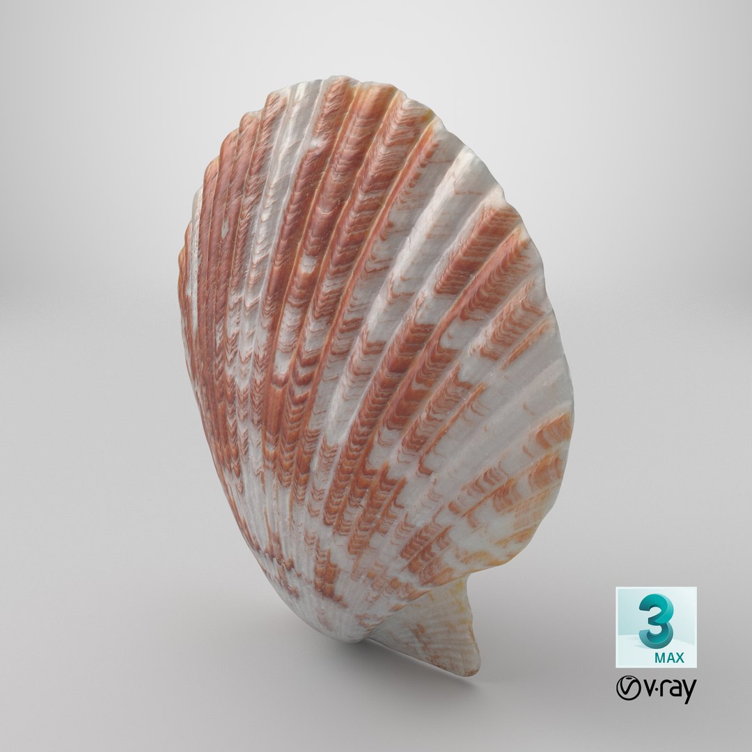 3D Model Argopecten Circularis - TurboSquid 2137703