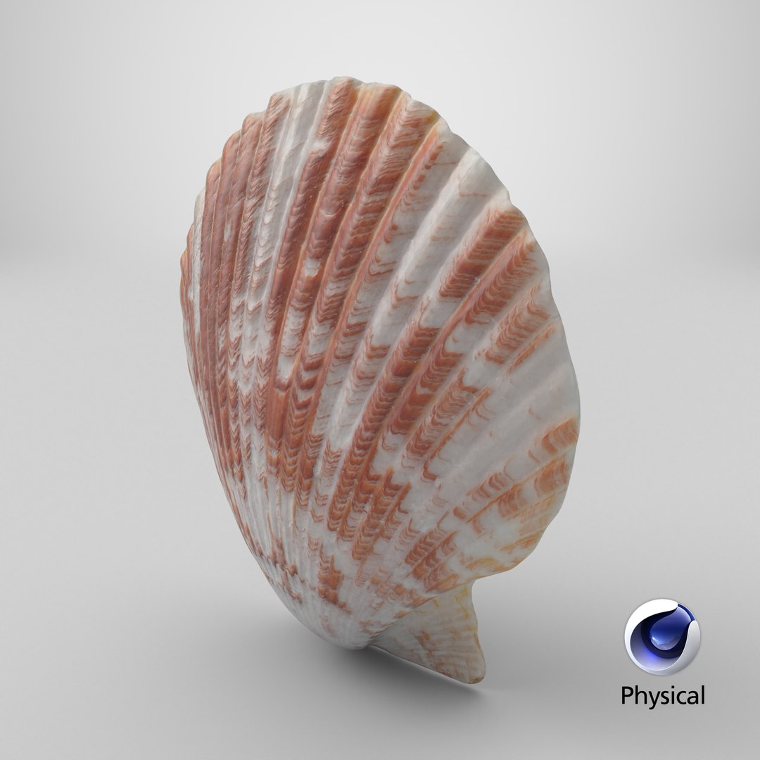3D Model Argopecten Circularis - TurboSquid 2137703