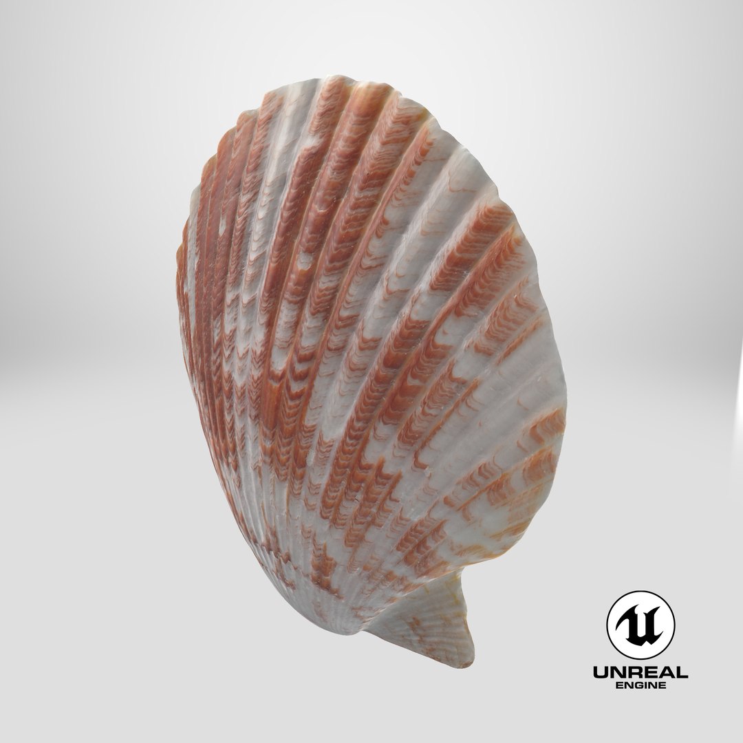 3D Model Argopecten Circularis - TurboSquid 2137703