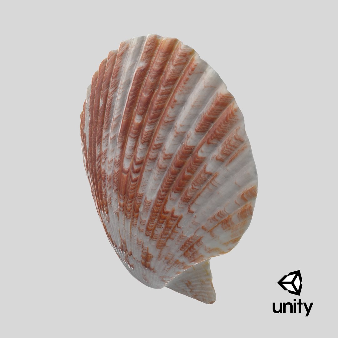 3D Model Argopecten Circularis - TurboSquid 2137703