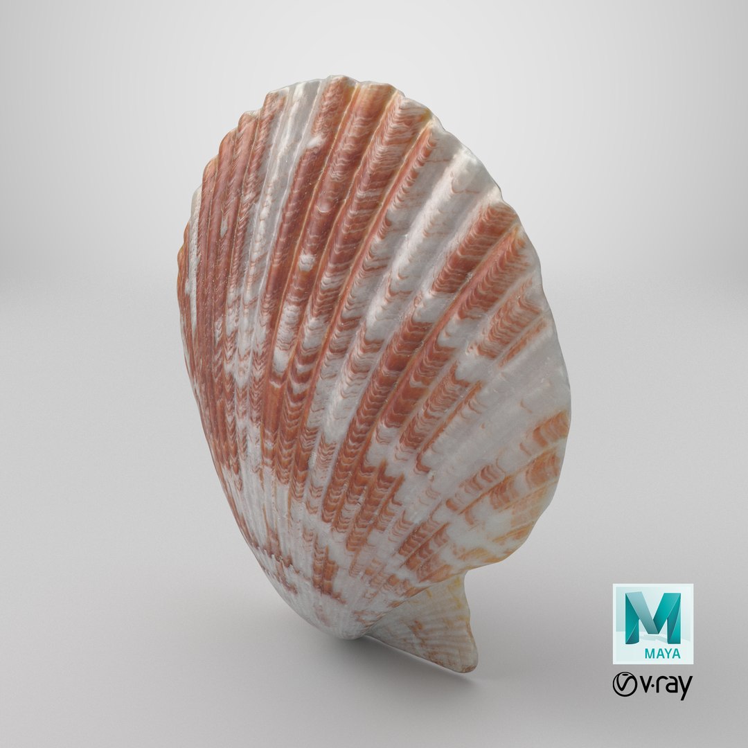 3D Model Argopecten Circularis - TurboSquid 2137703