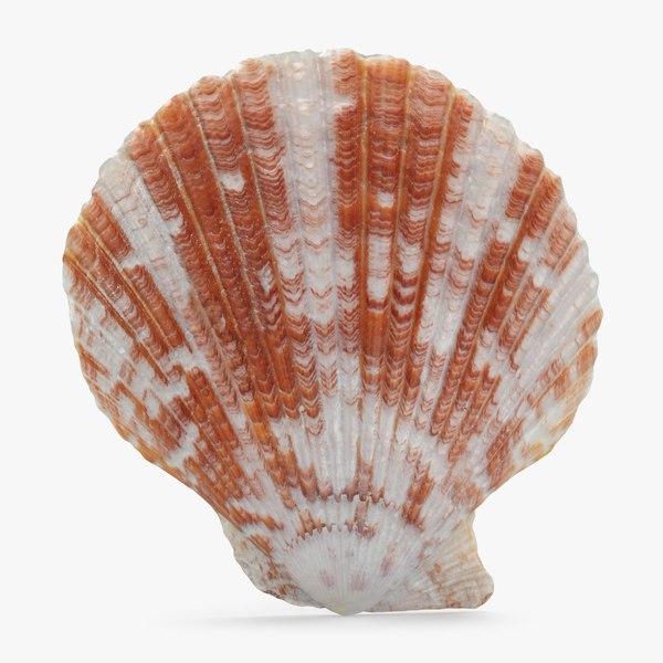 modelo 3d Argopecten circularis - TurboSquid 2137703