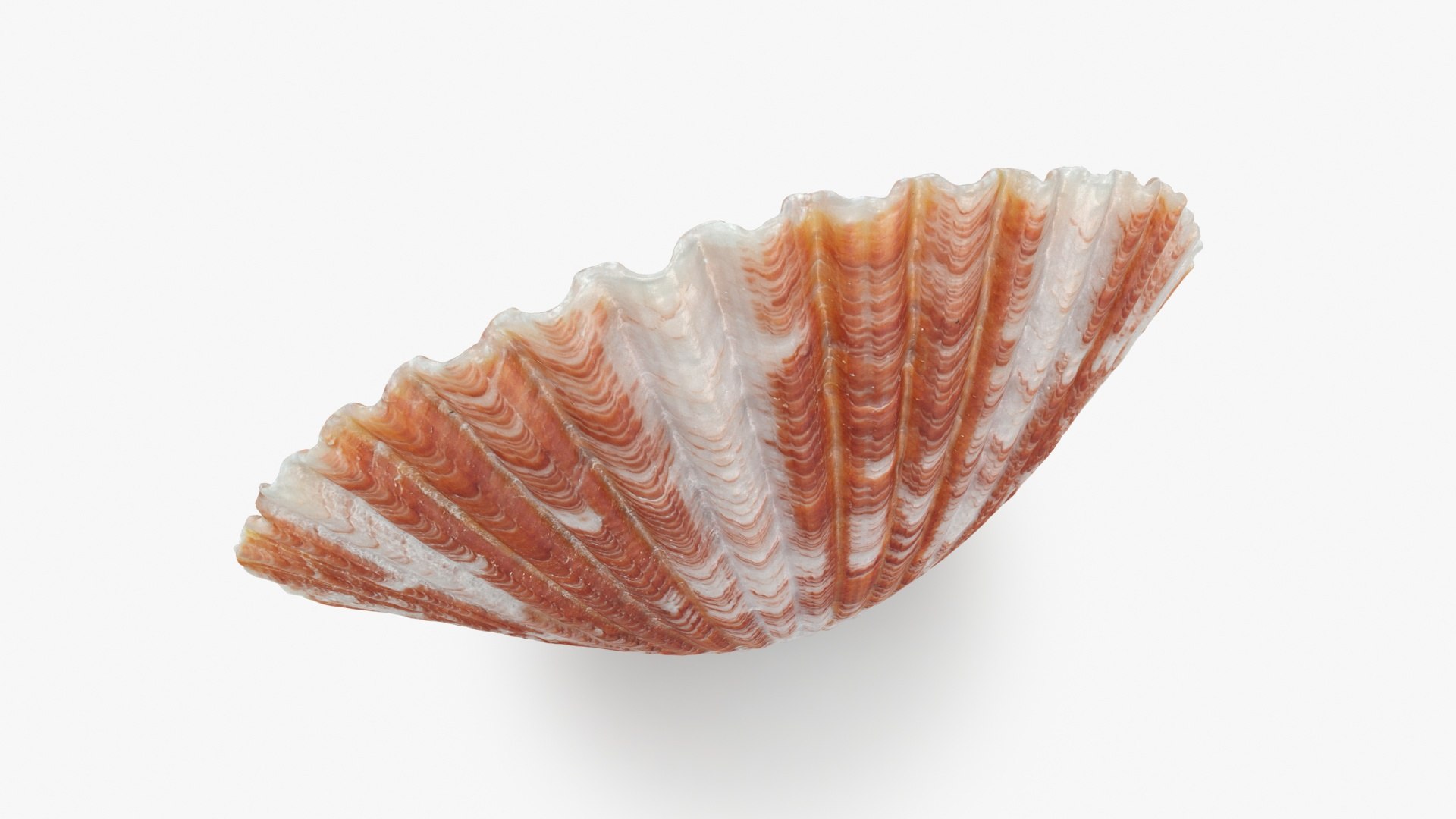 3D Model Argopecten Circularis - TurboSquid 2137703