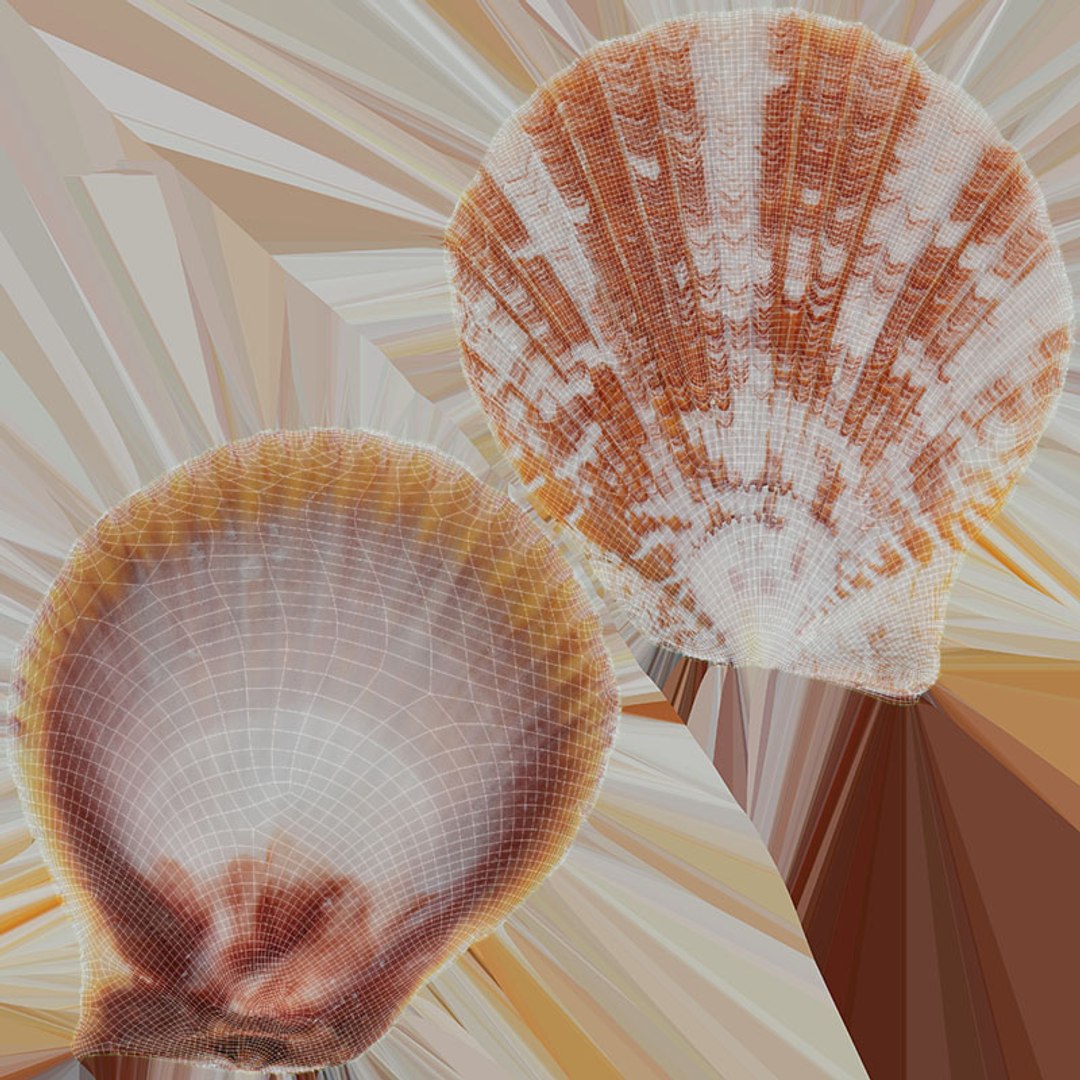 3D Model Argopecten Circularis - TurboSquid 2137703
