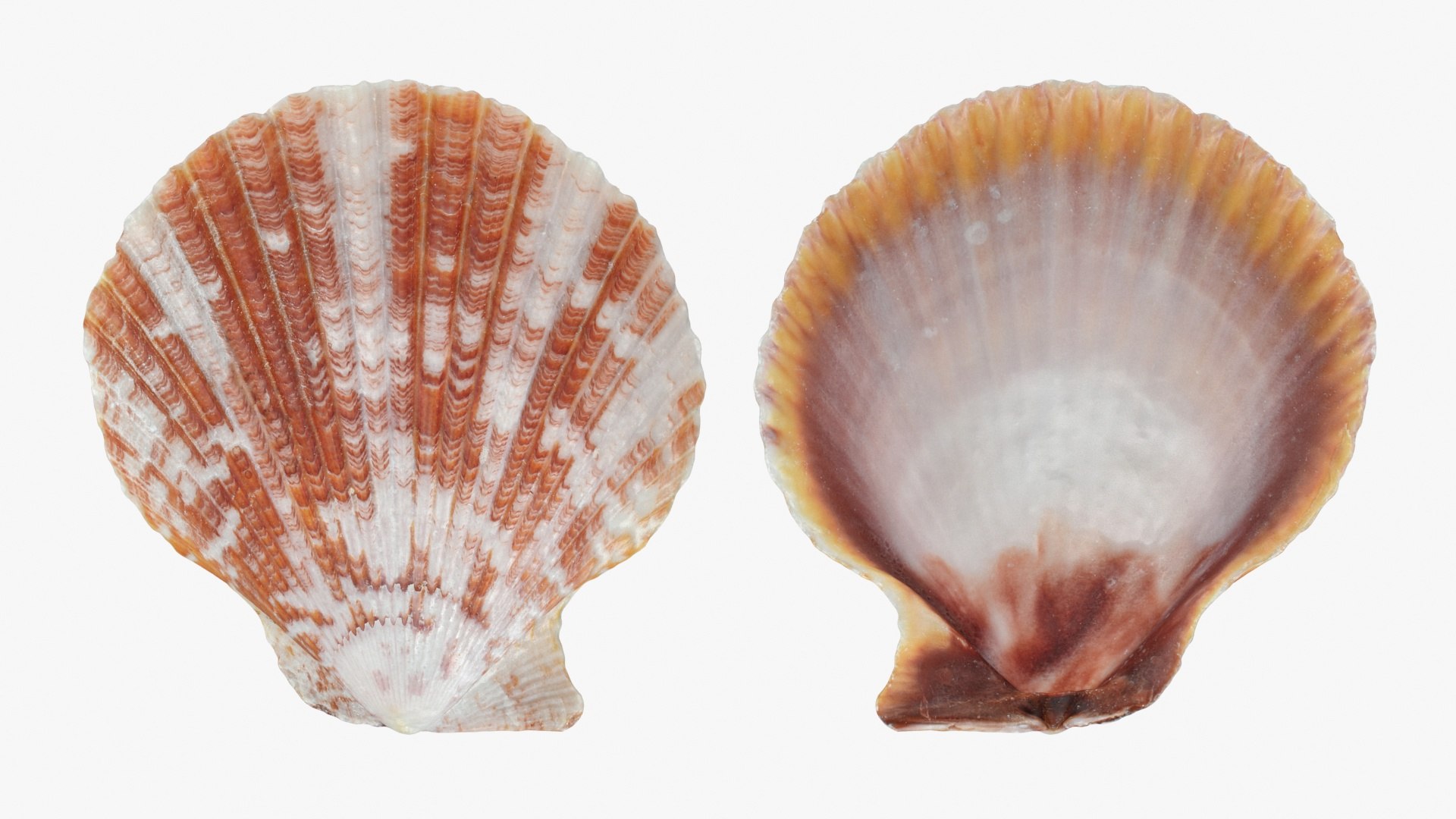 3D Model Argopecten Circularis - TurboSquid 2137703